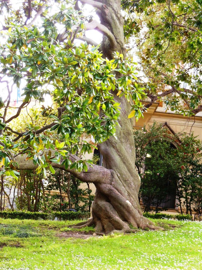 Old twisted tree stock photo. Image of strange, tree - 129922846