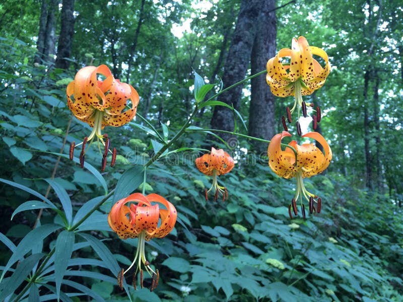 Strange Orange Flowers stock image. Image of bloom, orange - 75726155