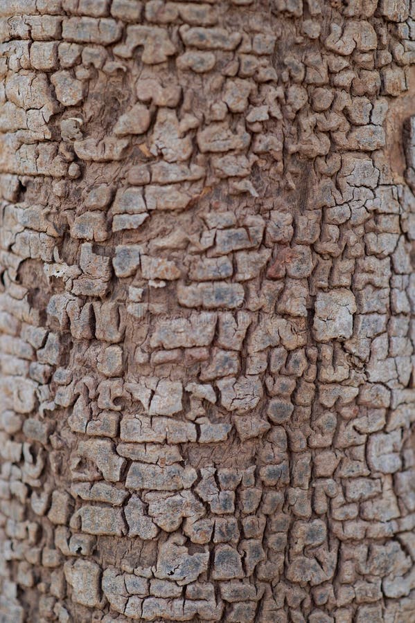 Strange Patterns from the Tree Trunk Stock Photo - Image of aging ...