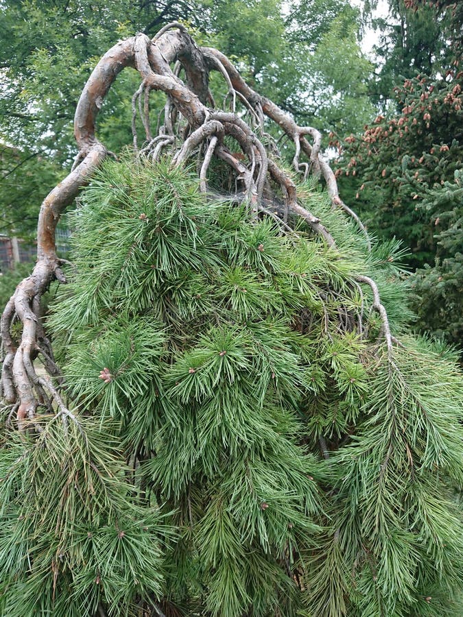 Strange Pine Tree in Gardone Riviera Resort Italy Stock Image - Image ...