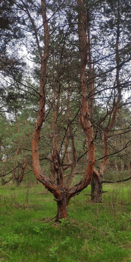 A Strange Pine Tree with Several Trunks Stock Photo - Image of grove ...