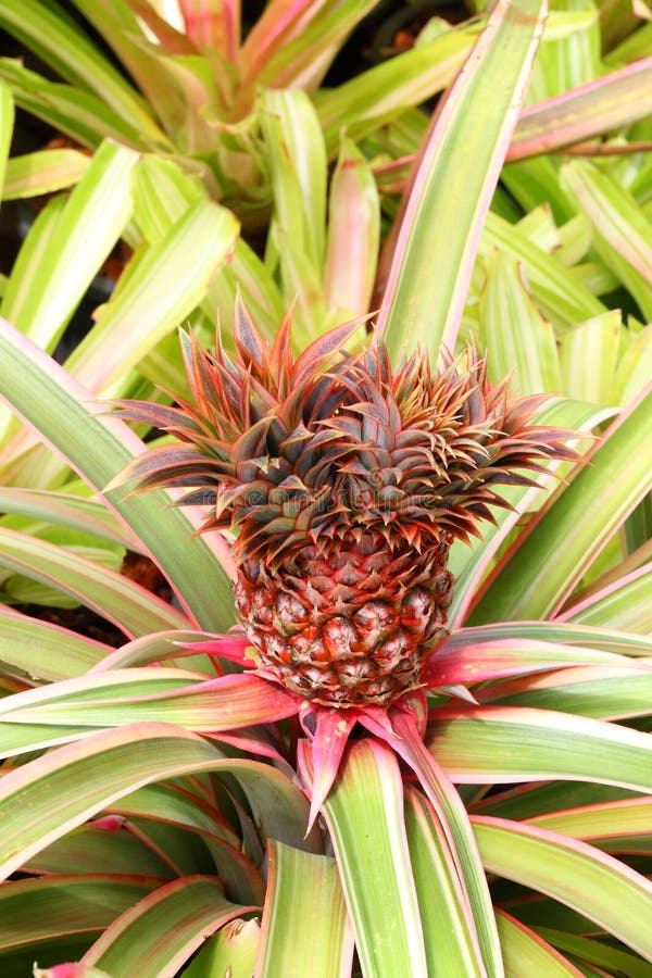 Pineapples stock image. Image of field, grows, leaves - 9691259