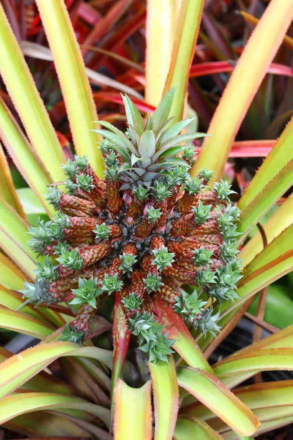 Strange Pineapple in Thailand Stock Image - Image of orange, fruit ...