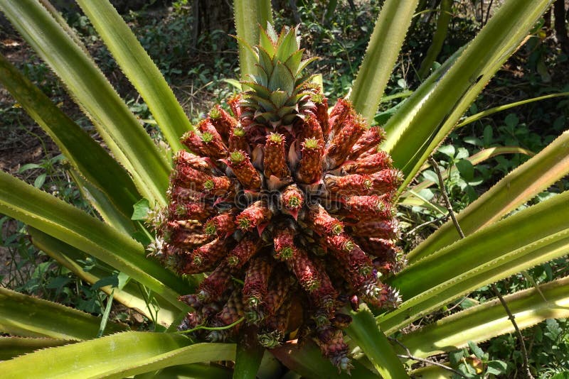 Strange Pineapple in Thailand Stock Image - Image of orange, fruit ...