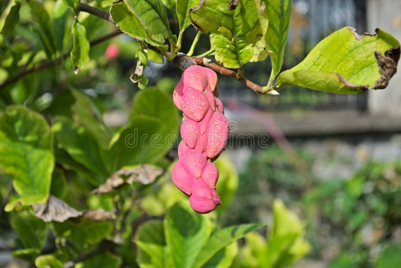 Strange Pink Berry Fruit, Close Up Stock Image - Image of purple ...