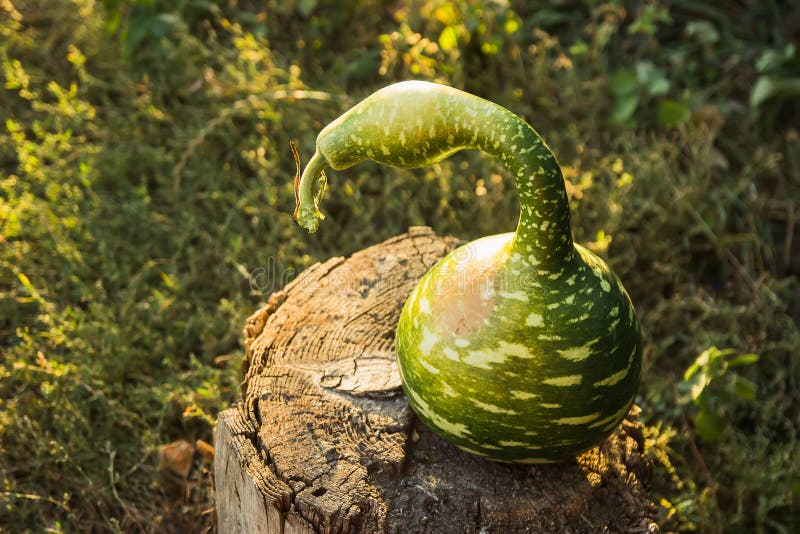 Watermelon Snake Stock Photos - Free & Royalty-Free Stock Photos from ...