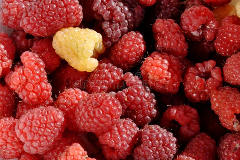 The strange raspberry stock image. Image of idaeus, organic - 34010871