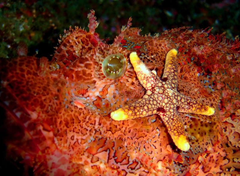 Mimic Octopus (thaumoctopus Mimicus) in the Red Sea. Stock Image ...