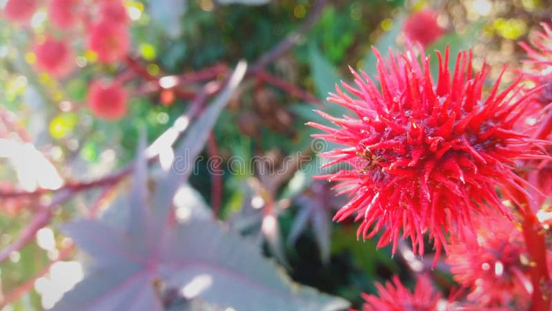 Strange Red Plant with Spikes Stock Image - Image of fruit, agriculture ...