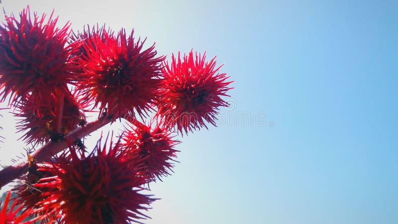 Strange Red Plant with Spikes Stock Image - Image of food, flower ...