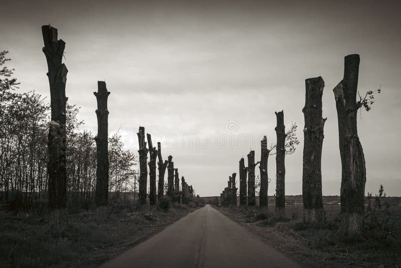 Strange Road through Cut Trees Stock Photo - Image of place, distance ...