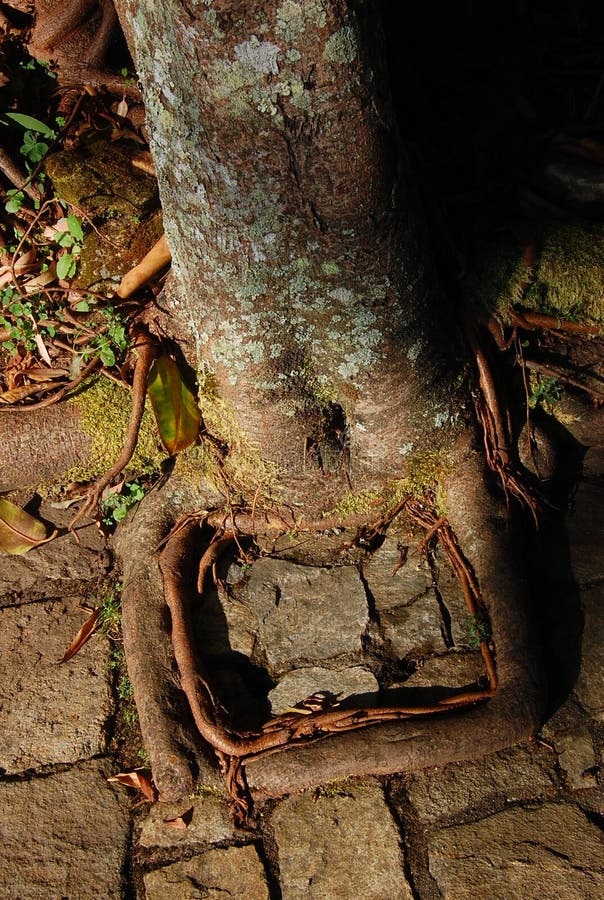 Strange root Tree stock image. Image of nature, thai - 60000831