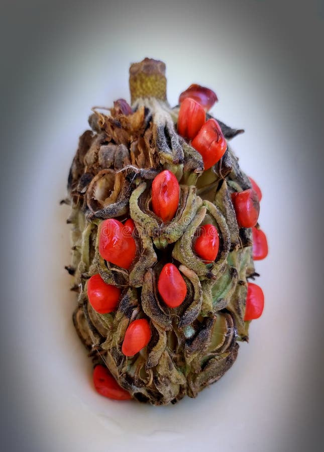 193 Pod Strange Stock Photos - Free & Royalty-Free Stock Photos from ...