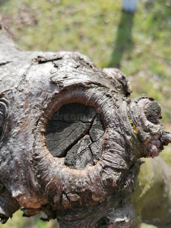 Strange Shape of a Tree Like an Alien Stock Image - Image of alien ...