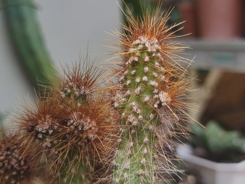 A Strange-shaped Cactus in a Terra-cotta Pot Stock Photo - Image of ...