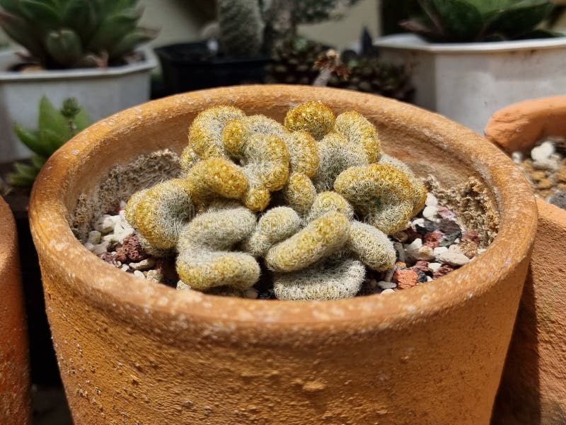 A Strange-shaped Cactus in a Terra-cotta Pot Stock Photo - Image of ...