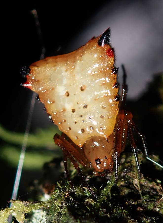 Strange shaped spider stock image. Image of outdoors - 198643361