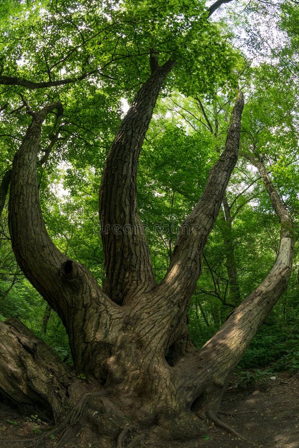 Strange Shaped Tree in the Forest Stock Image - Image of forest, huge ...