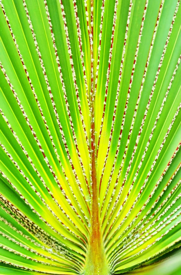 The Strange Shapes Of Leaves Stock Photo - Image of beautiful, design ...