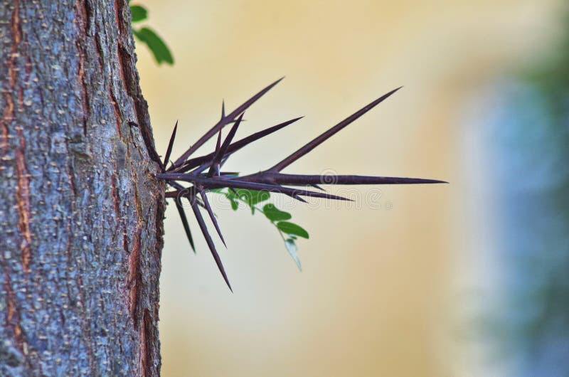 Strange Sharp Plant Close View Stock Image - Image of prickly, botanic ...