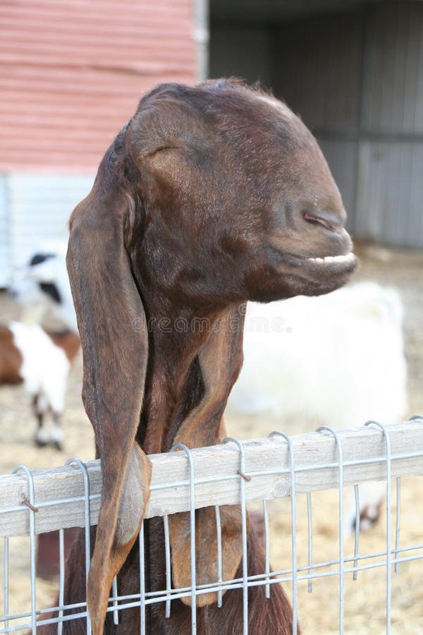 Strange sheep stock photo. Image of strange, fold, sheep - 47216910