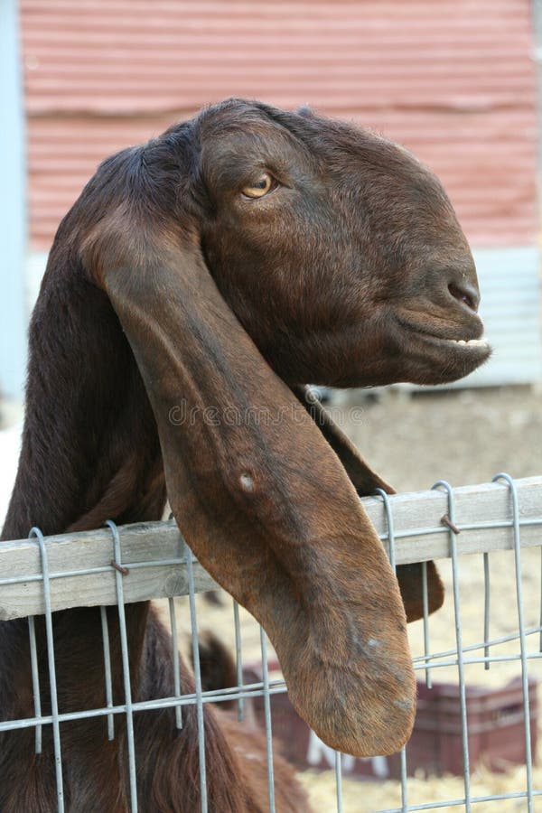 216 Strange Sheep Stock Photos - Free & Royalty-Free Stock Photos from ...