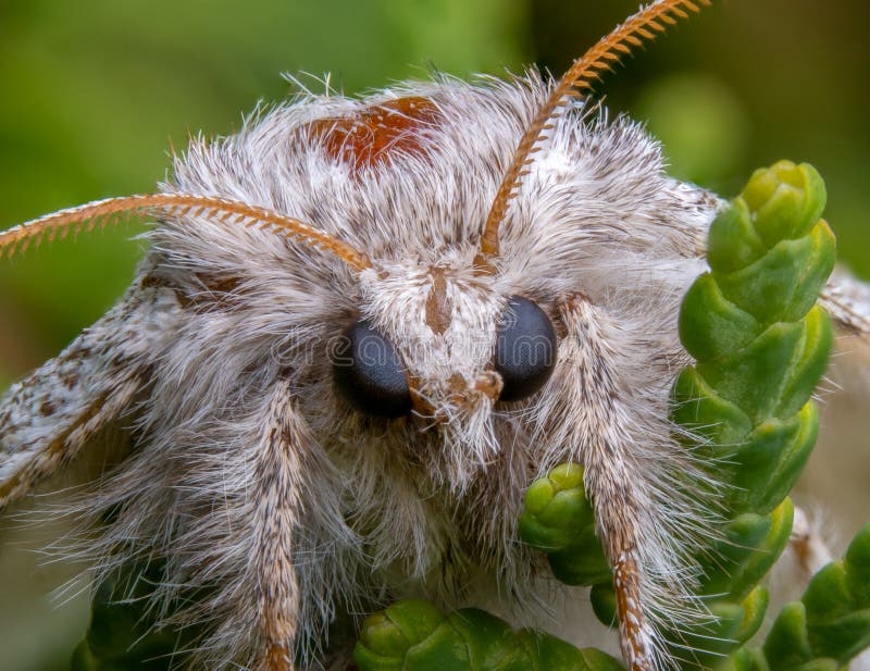 Strange small creatures stock image. Image of detailed - 196678813