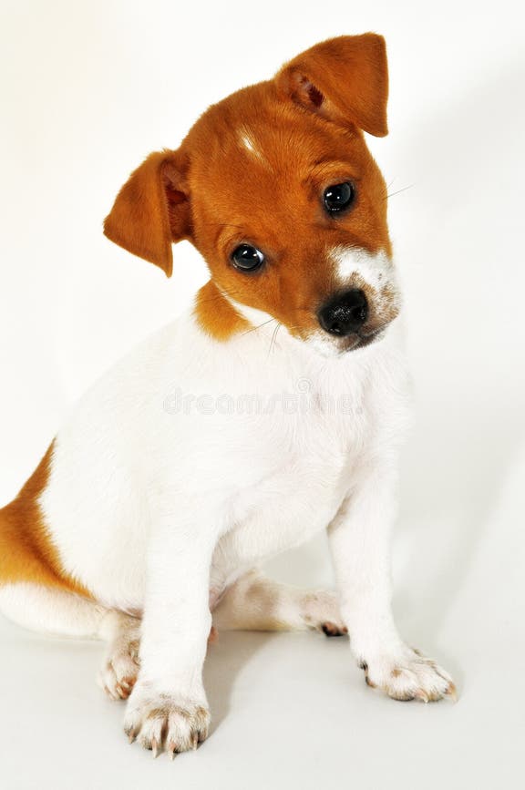 1,089 Sounds Animals Fighting Stock Photos - Free & Royalty-Free Stock ...