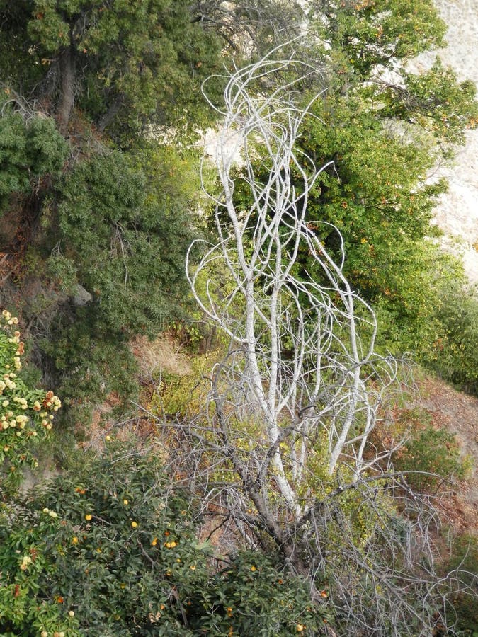 Strange Spanish Tree stock image. Image of tree, branches - 80469295