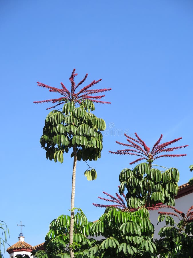 Strange Spanish Tree stock photo. Image of strange, sunny - 81892794