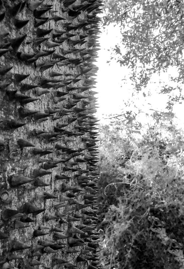 Strange Spiked Tree stock photo. Image of italian, edit - 200932832