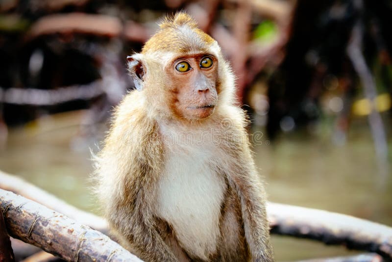 959 Strange Stare Photos - Free & Royalty-Free Stock Photos from Dreamstime