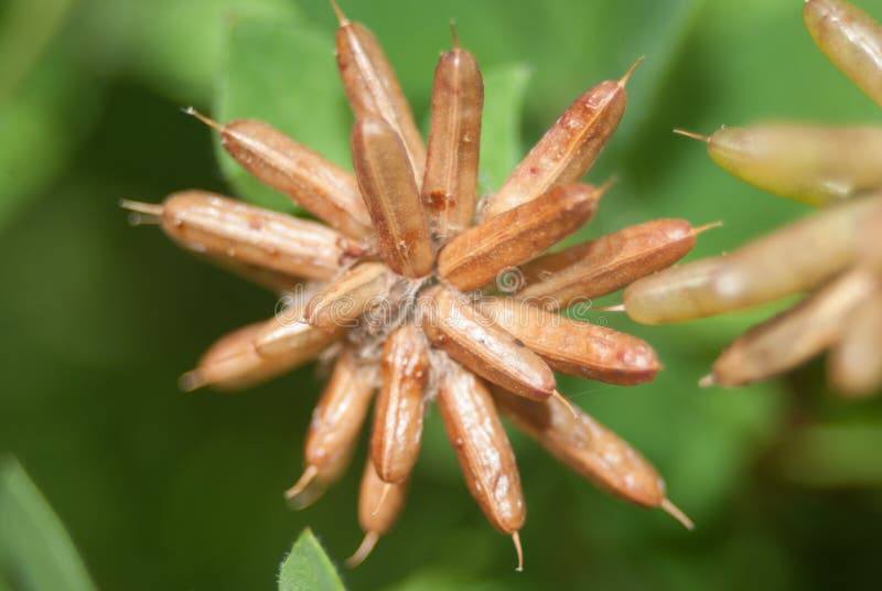Strange starry flower stock image. Image of nature, bloom - 96877321