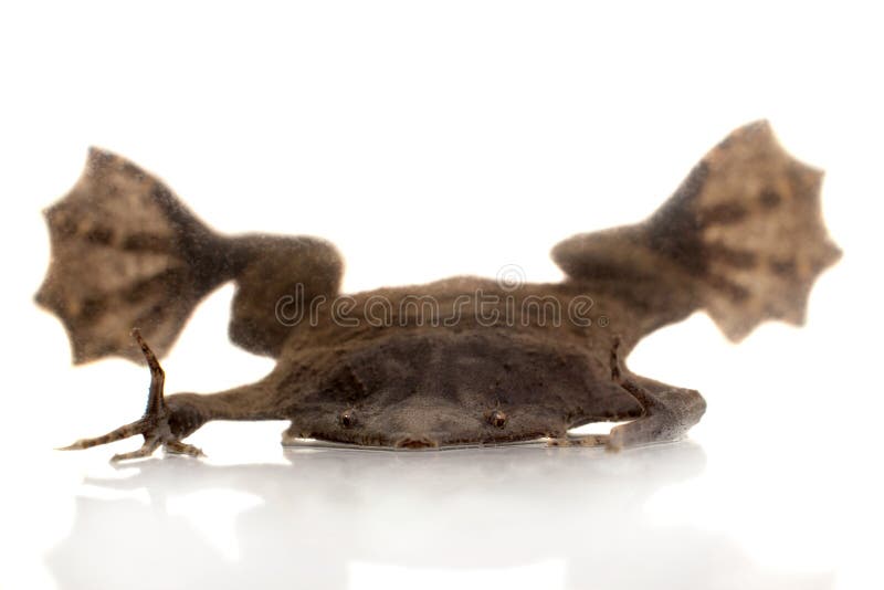 Surinam Toad / Pipa pipa stock image. Image of south - 28311183