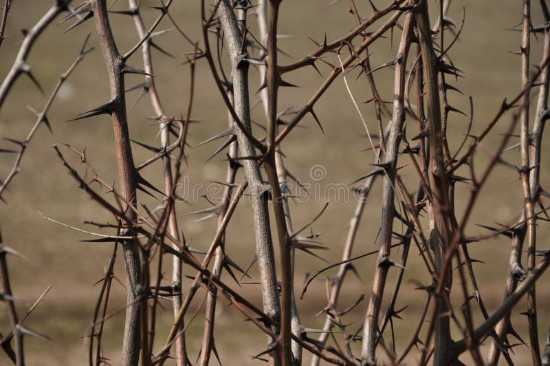 Strange texture stock image. Image of nstrange, growth - 80183277