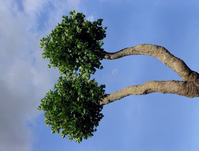 Big Cherry Blossom Tree stock photo. Image of cherry, bloom - 7683706