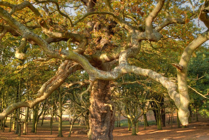 Strange tree stock image. Image of trees, branches, curly - 32289489