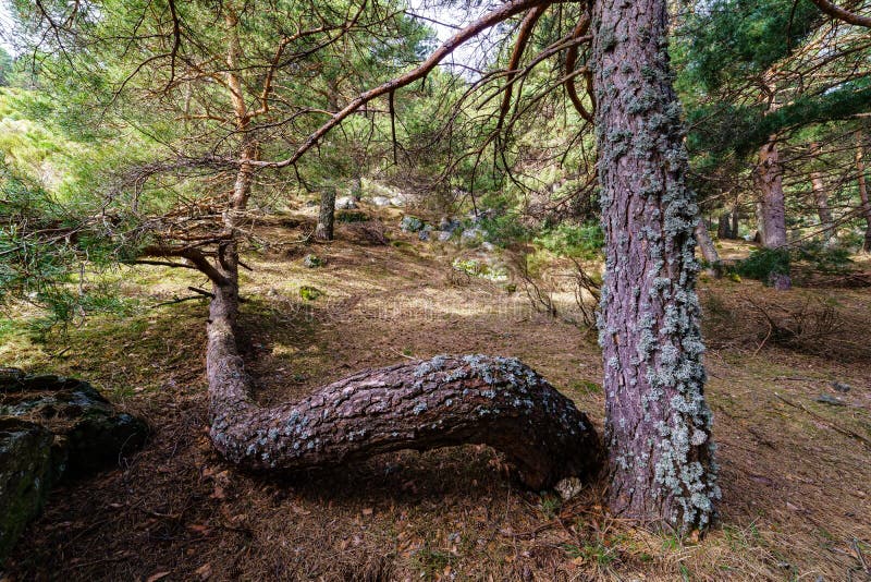 Strange Tree in the Forest, Growing Lying on the Ground, Curving Its ...