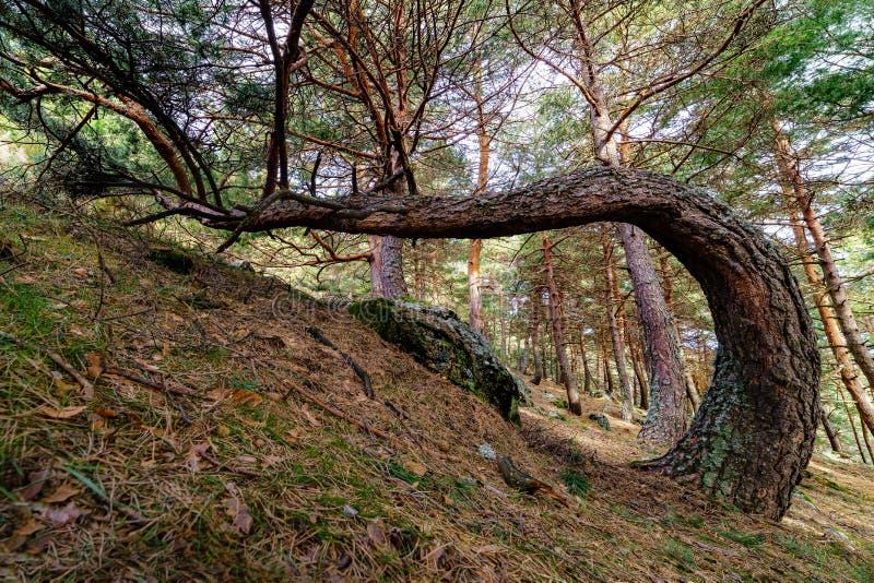 Strange Tree in the Forest, Growing Lying on the Ground, Curving Its ...