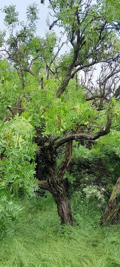 Strange Tree Growing in the Forest Stock Image - Image of forest ...