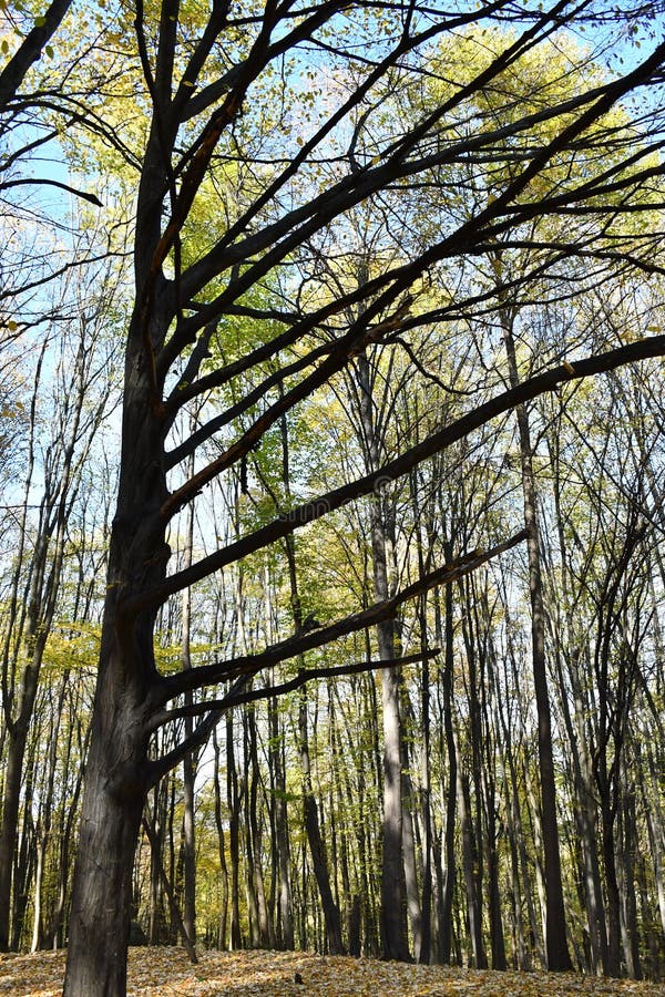 A Strange Tree is Looking at the Right. Stock Photo - Image of black ...