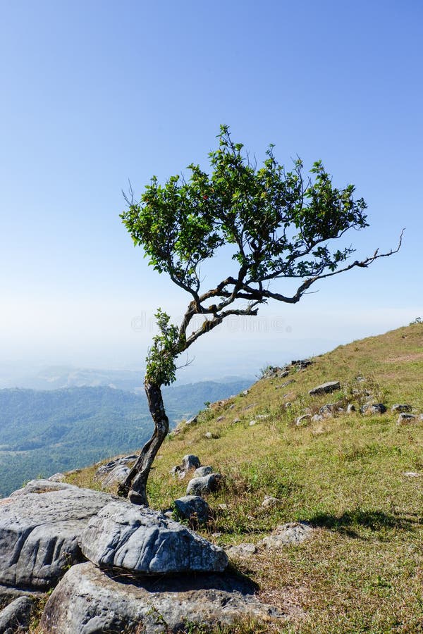 Strange Tree Silhouettes in a Dark Forest Stock Image - Image of blue ...