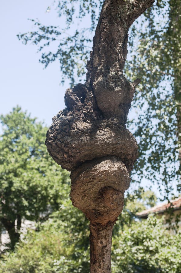 Strange Tree with Multiple Burls Stock Photo - Image of mutation, trunk ...