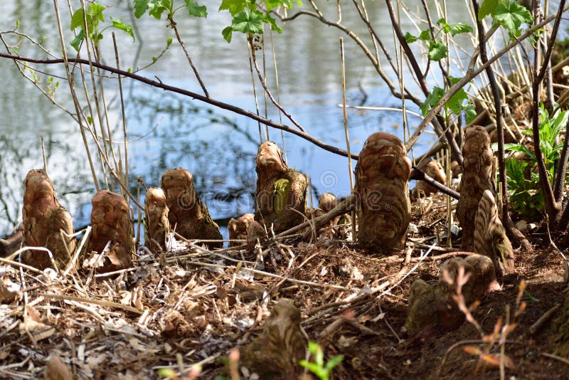 Strange Tree Root Growth beside a Lake in Oss, Netherlands Stock Image ...