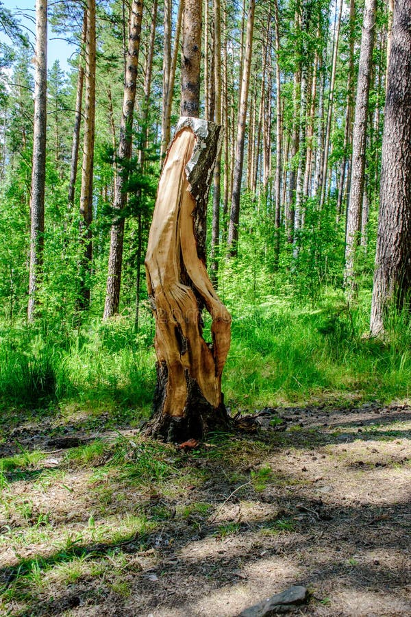 Strange tree editorial image. Image of light, autumn - 200664265