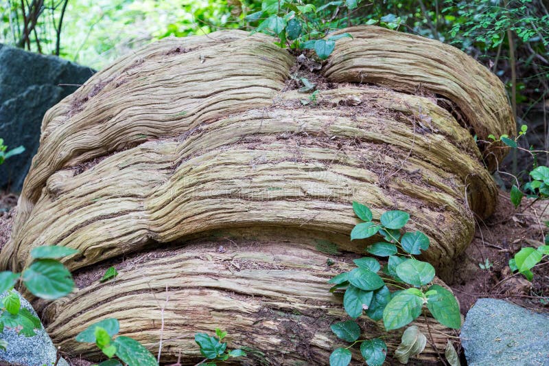 Strange Tree Trunk Formation Stock Image - Image of formation, nature ...