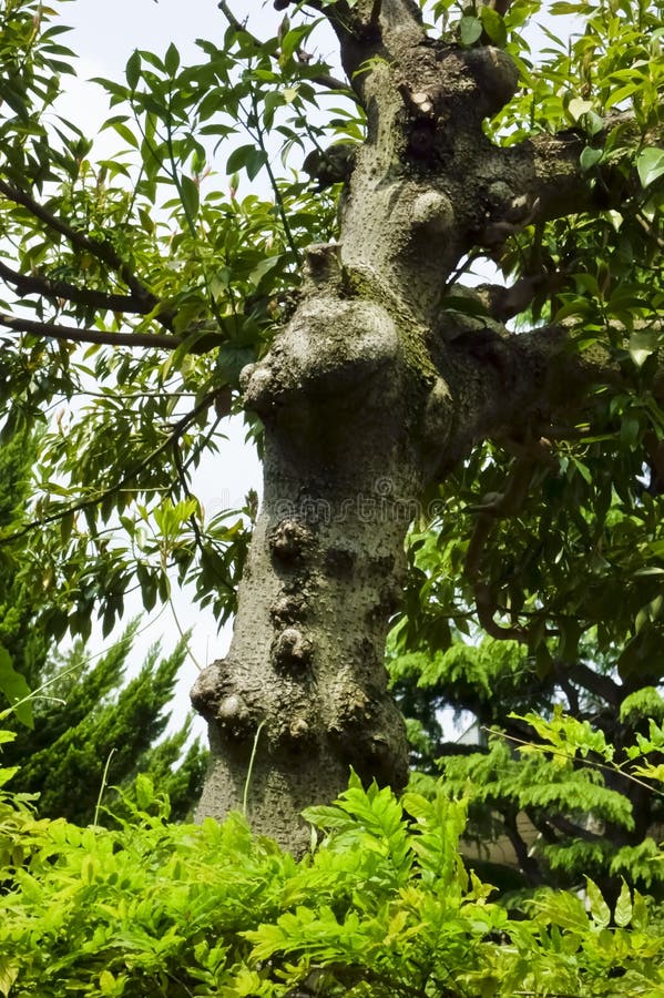 Strange tree trunk stock photo. Image of material, unevenness - 150778118