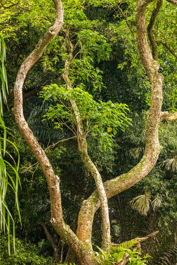 3 Strange Tree Trunks that Bend Upwards Stock Photo - Image of crooked ...