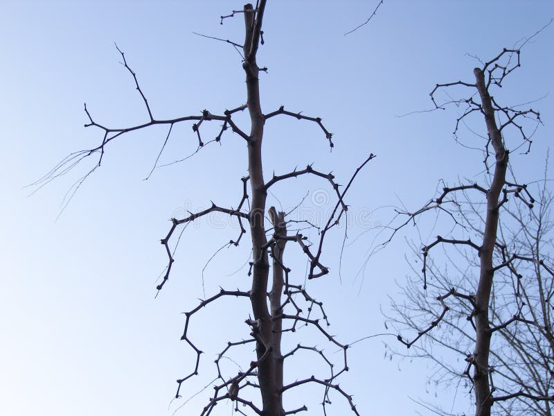 Strange Tree with Unusual Branches Against the Sky Stock Photo - Image ...