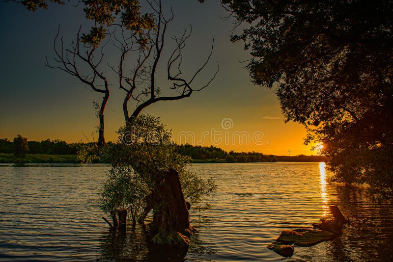 Strange Tree in the Water Illuminated by Sunset Stock Photo - Image of ...